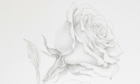 Drawing Roses - The 92nd Street Y, New York