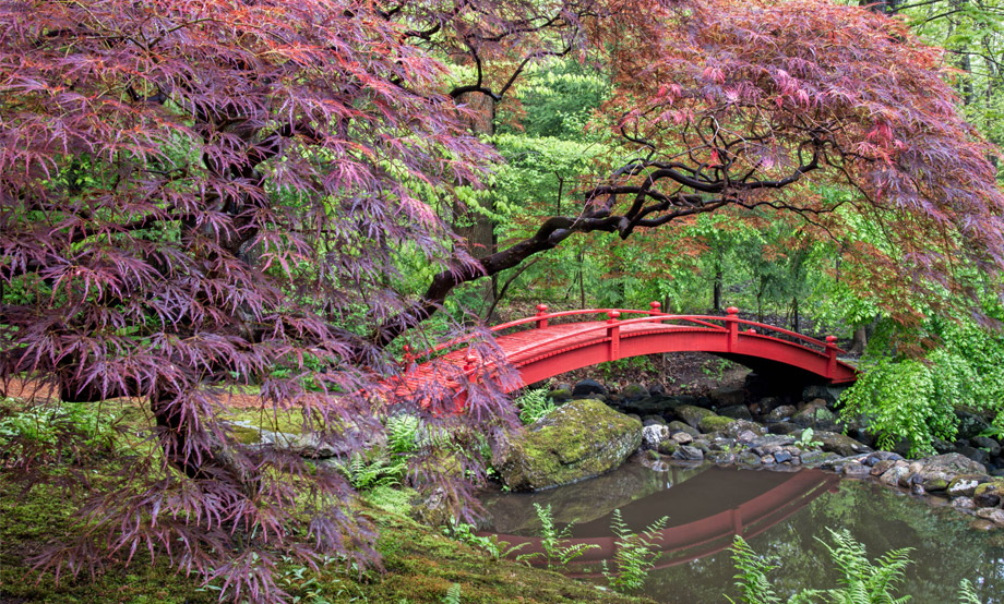 How to Photograph a Garden / Master Class with NY Botanical Gardens ...